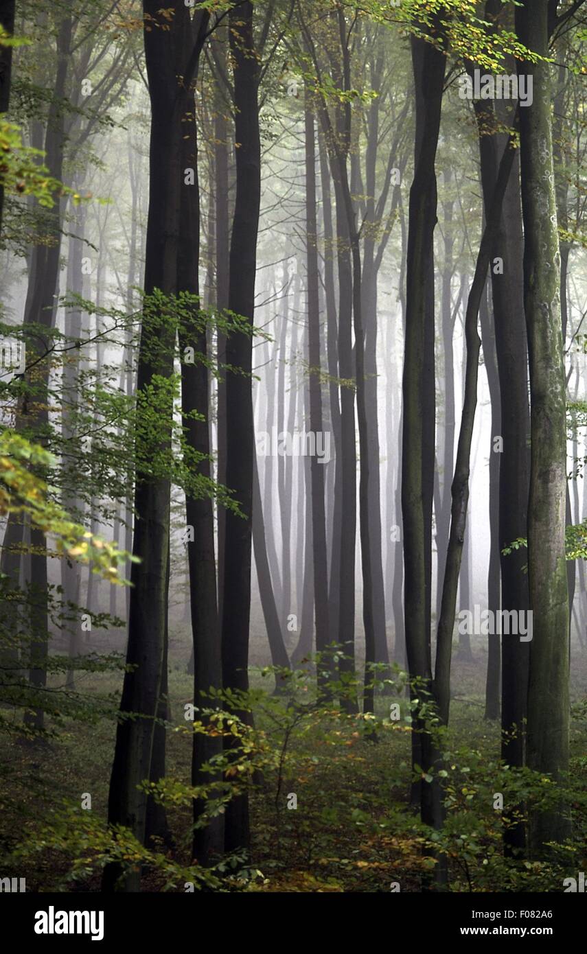 Slender leaves in hi-res stock photography and images - Alamy