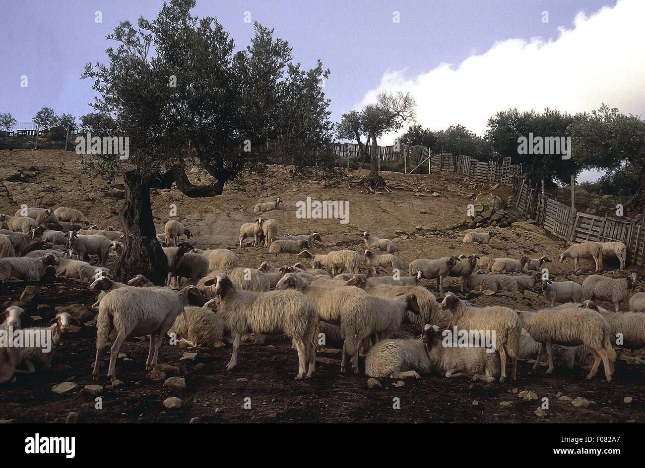 Flock of sheep under an olive tree in Sicily, Italy Stock Photo - Alamy
