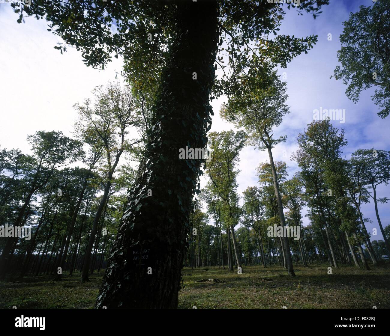 Tronçais forest hi-res stock photography and images - Alamy