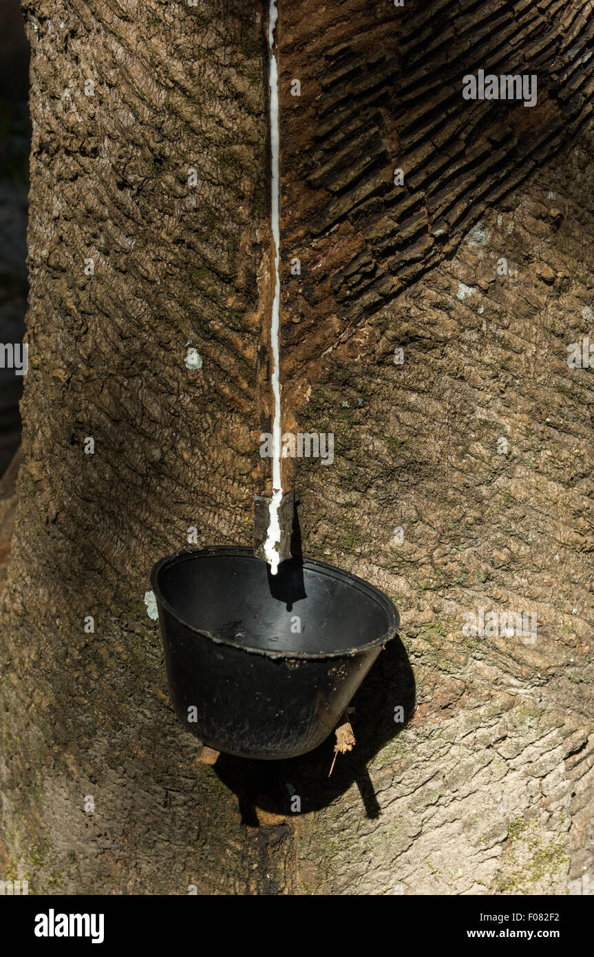 Para State, Brazil. White Latex from a tree, traditional bleeding ...