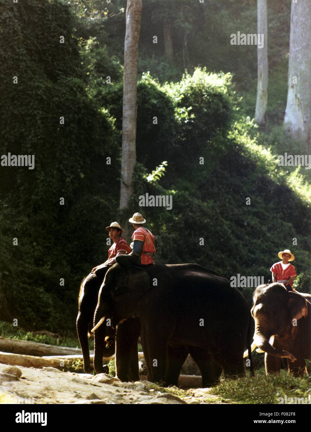 Men riding elephants in Thailand Stock Photo - Alamy