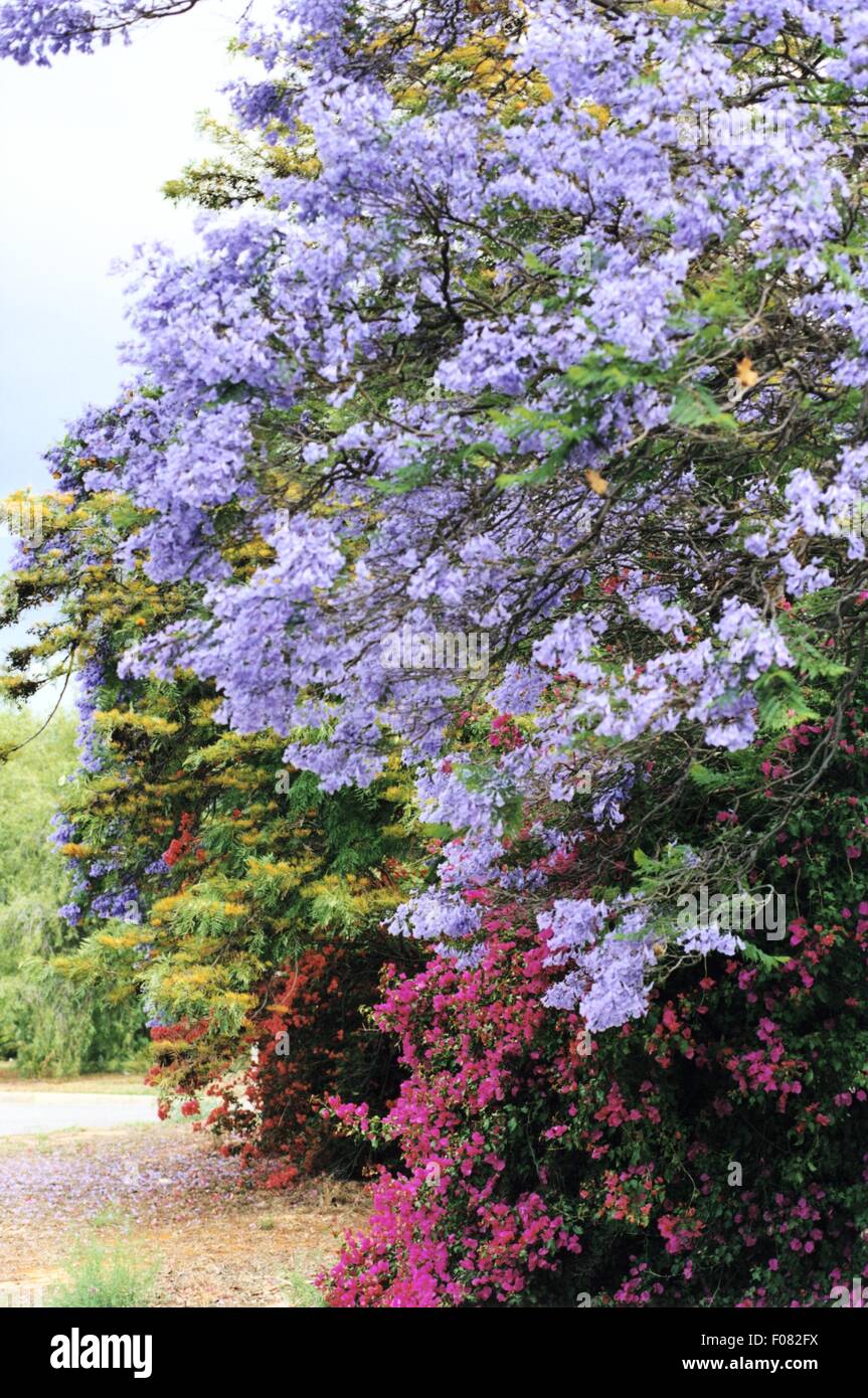 Blooming purple jacaranda trees in Worcester, South Africa Stock Photo ...