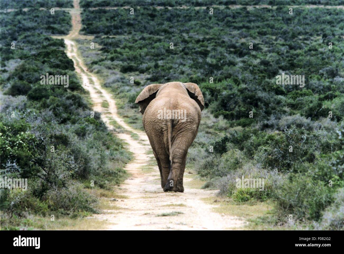 Rear view of African elephant Stock Photo - Alamy