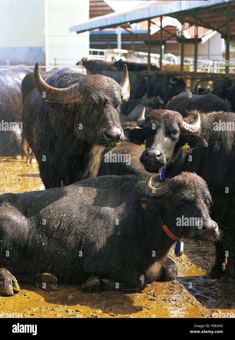 Buffaloes in rain hi-res stock photography and images - Alamy