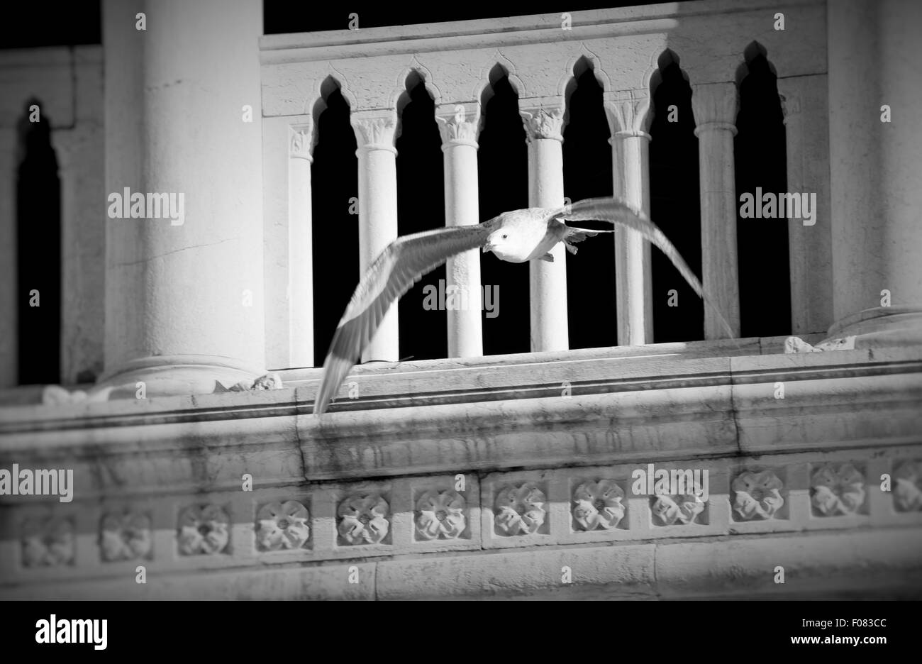Bird in Venice. Italy Stock Photo - Alamy