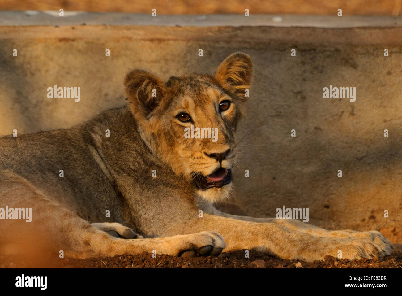 Juvenile Asiatic lion (Panthera leo persica) at Gir national park ...