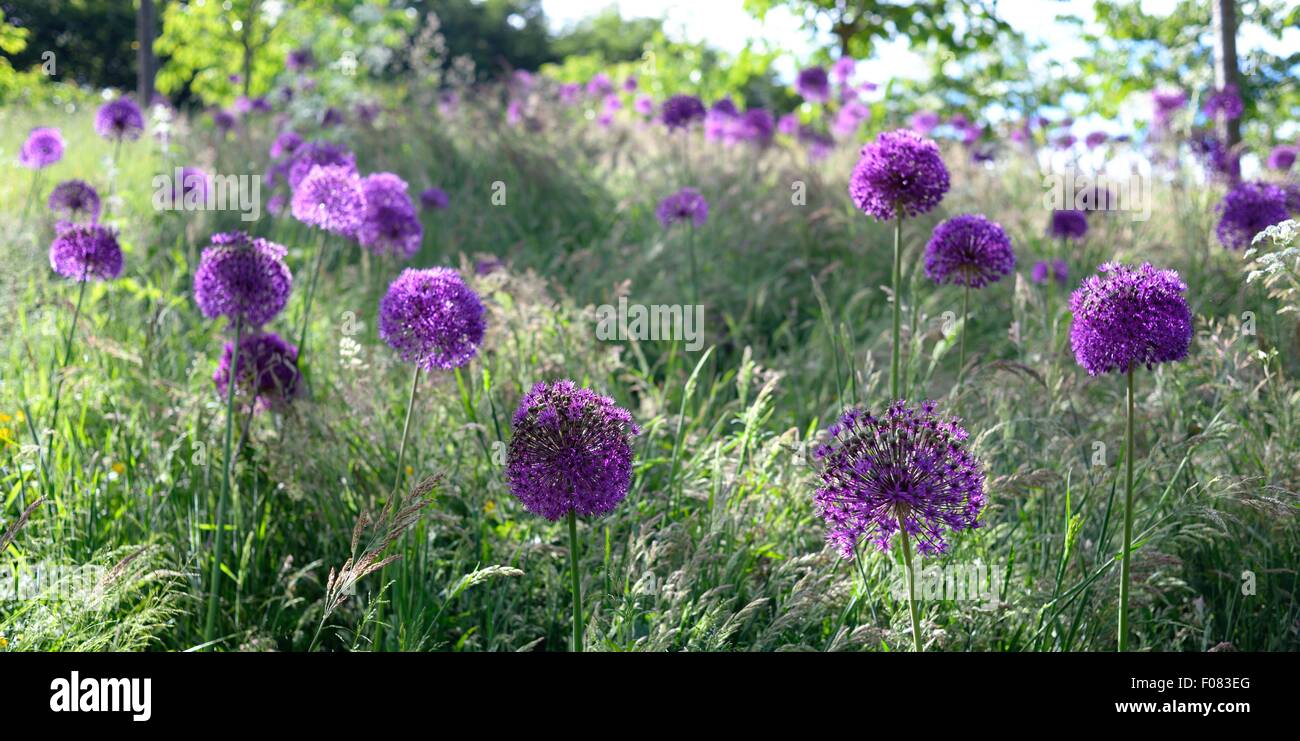 Purple Alliums (Allium hollandicum) or Dutch Garlic in the gardens of ...