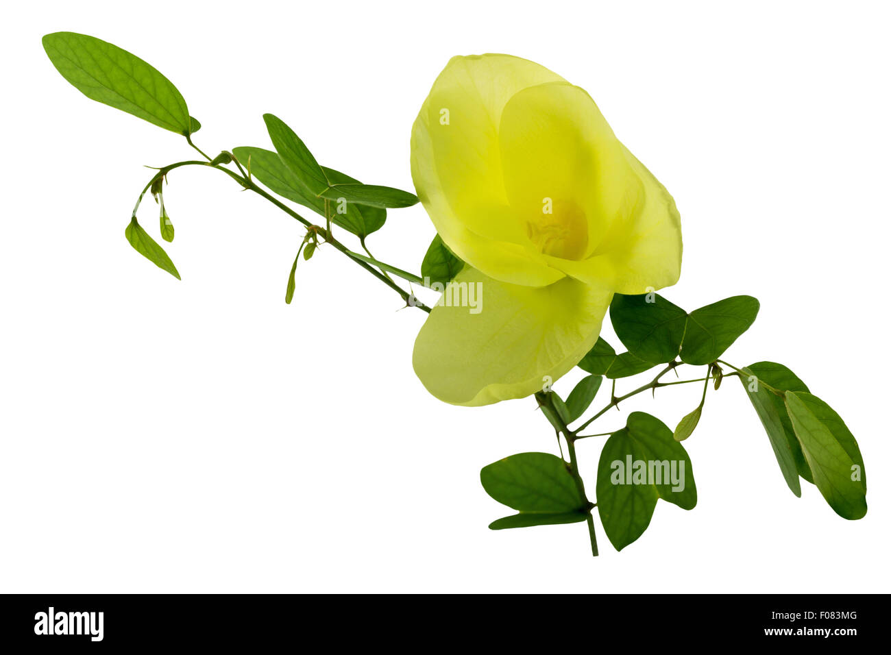 'Bauhinia Tomentosa' or 'Yellow Bell Orchid Tree', isolated on white ...