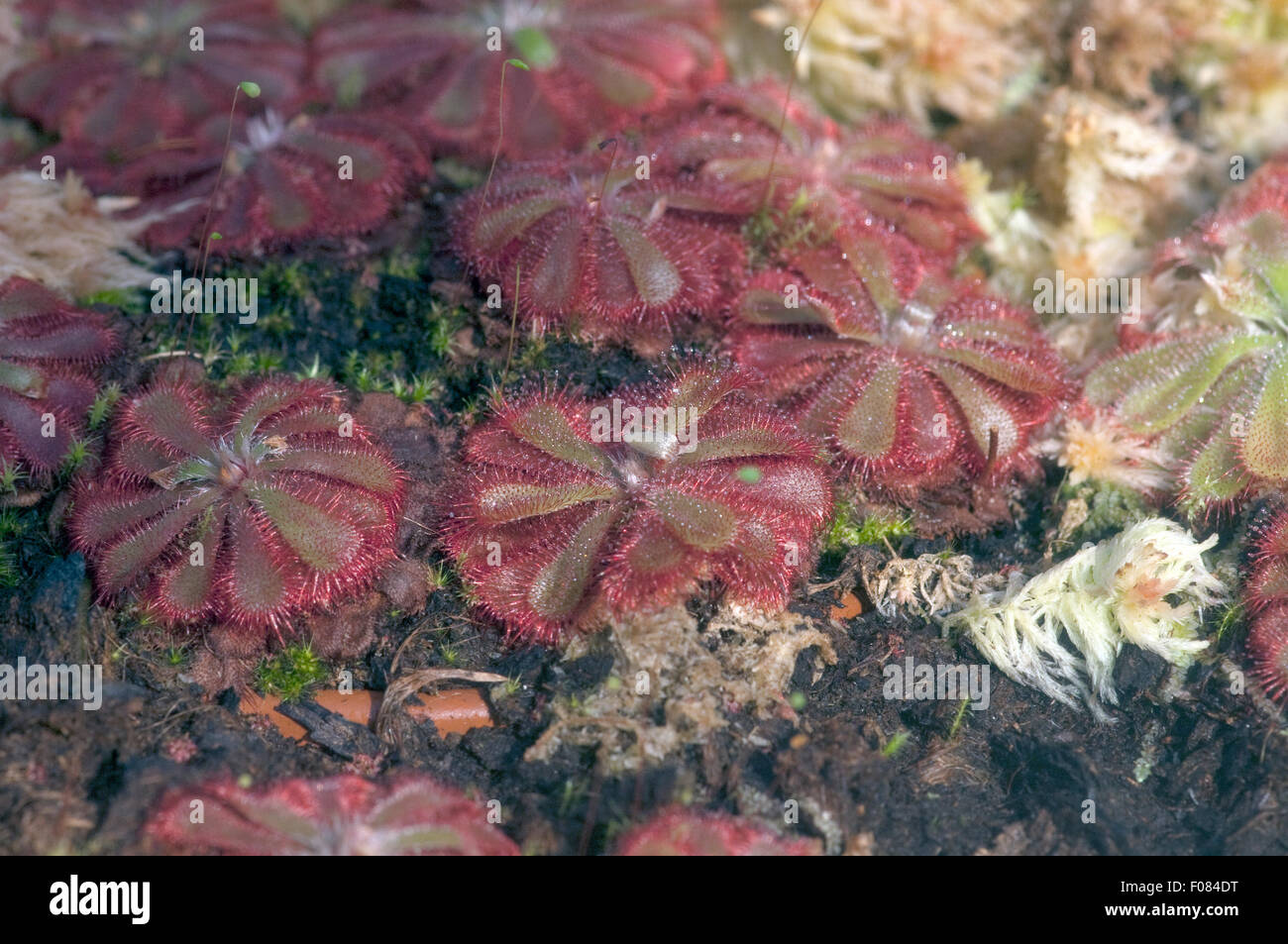 Taublatt; Drosera slackii Stock Photo - Alamy