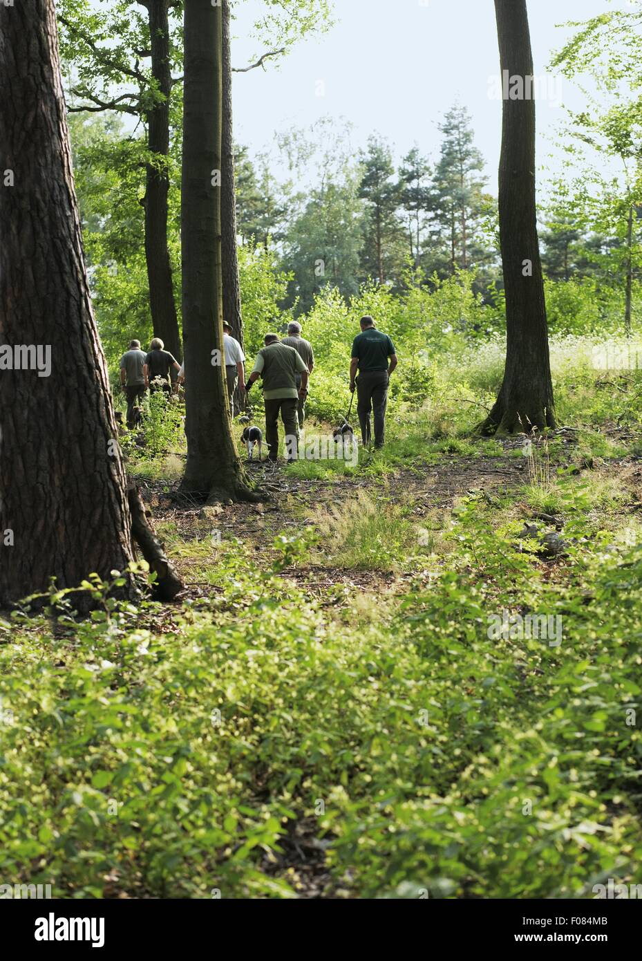 Group of hunters walking and searching with hunting dogs in the forest ...