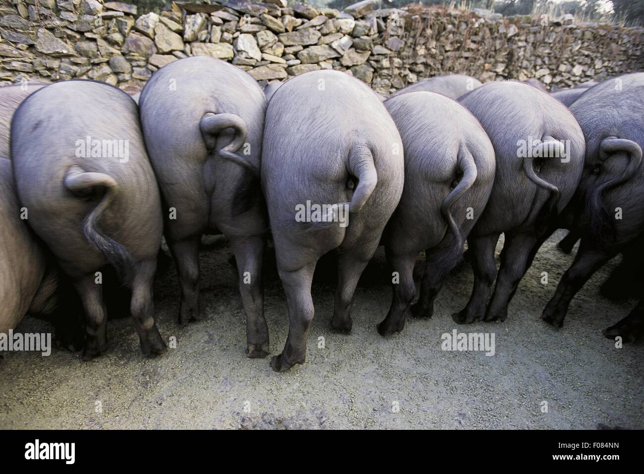 Rear view of Spanish Iberico pigs in a row while eating Stock Photo - Alamy