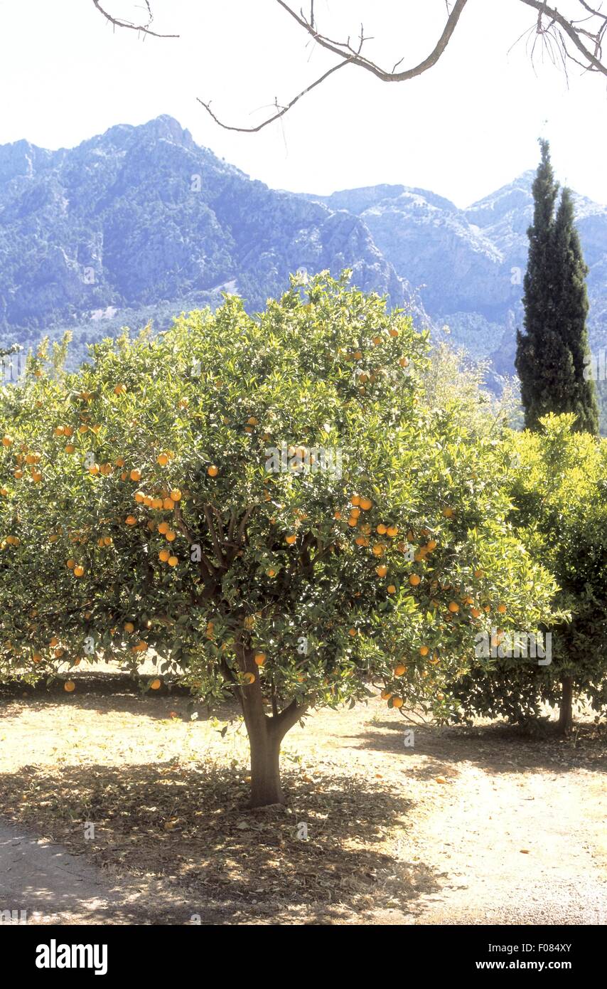 Orange tree with fruits in front of Serra de Tramuntana mountain range ...