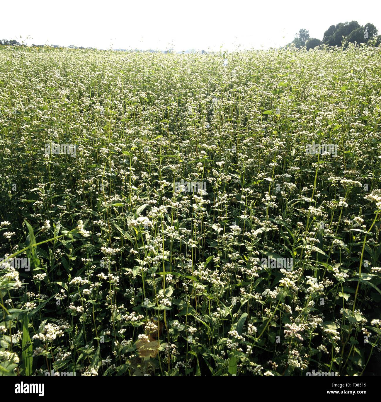 View of blooming buckwheat field Stock Photo - Alamy