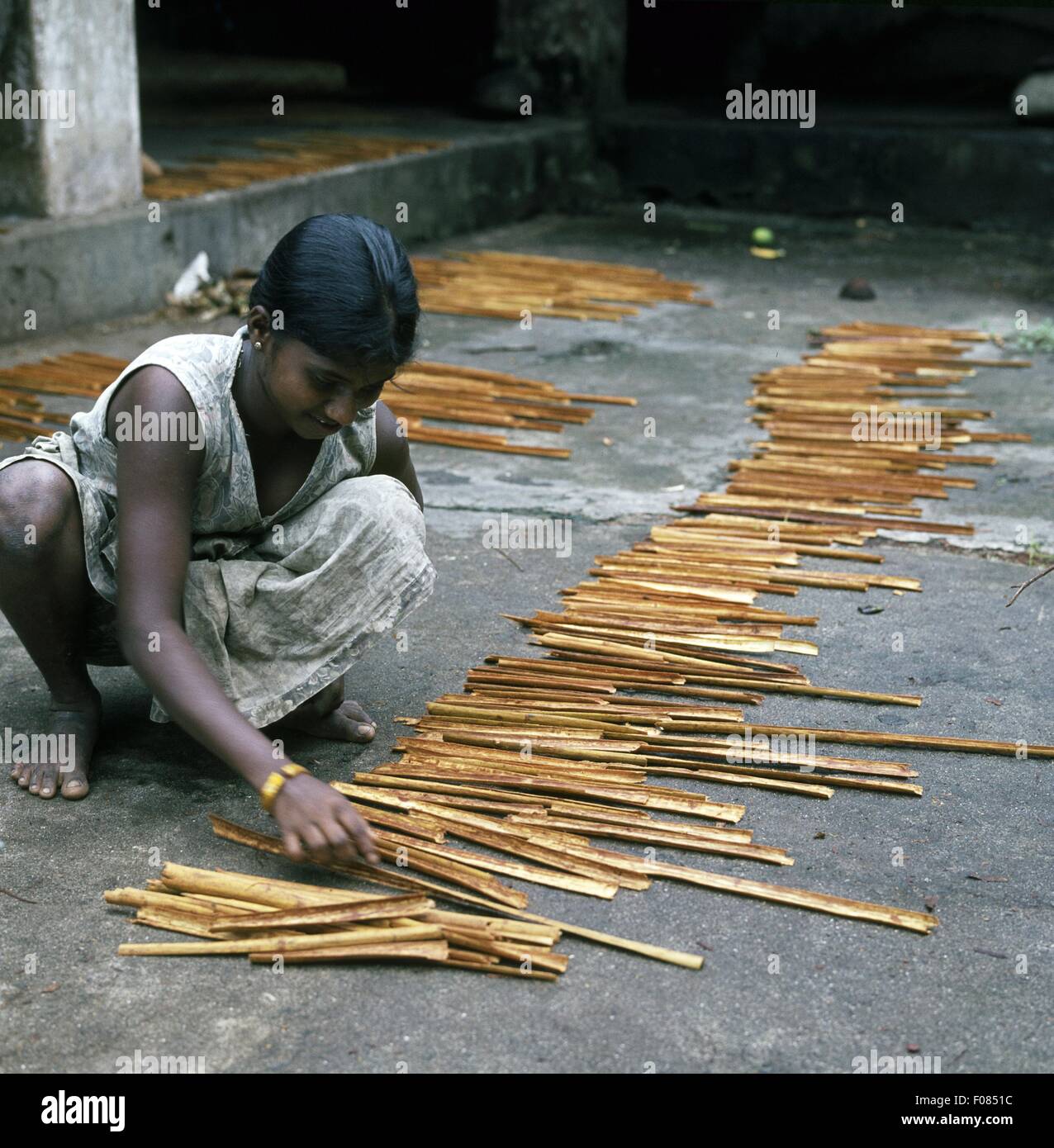 Indian girl drying cinnamon sticks in a row on ground Stock Photo - Alamy