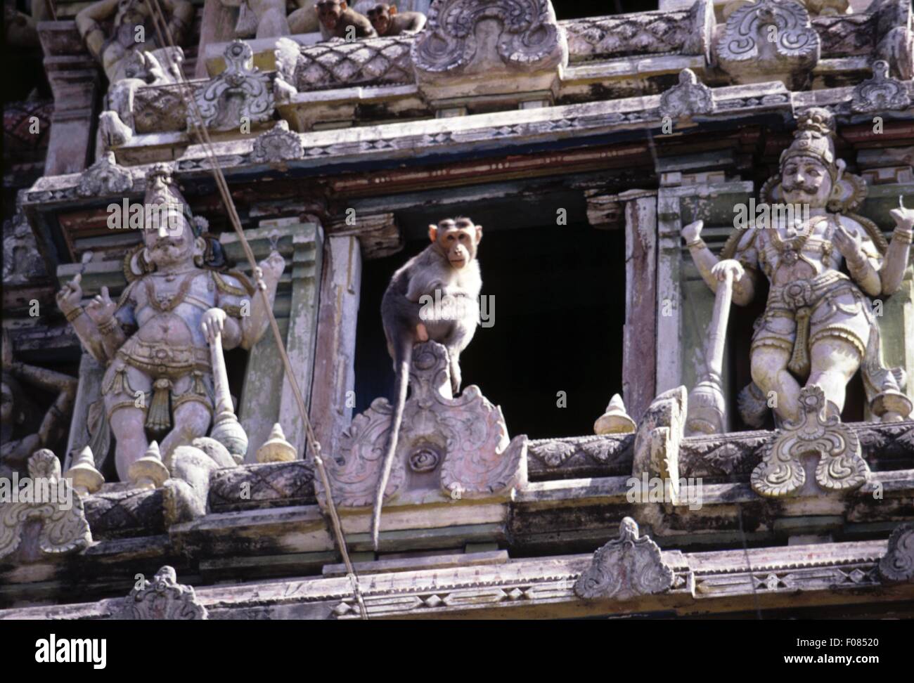 Monkeys sitting at exterior of Hindu temple in Madurai, India Stock ...
