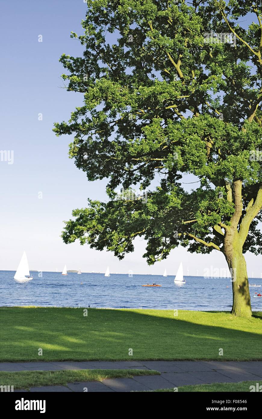 View of oak tree and grass in park overlooking water Stock Photo - Alamy