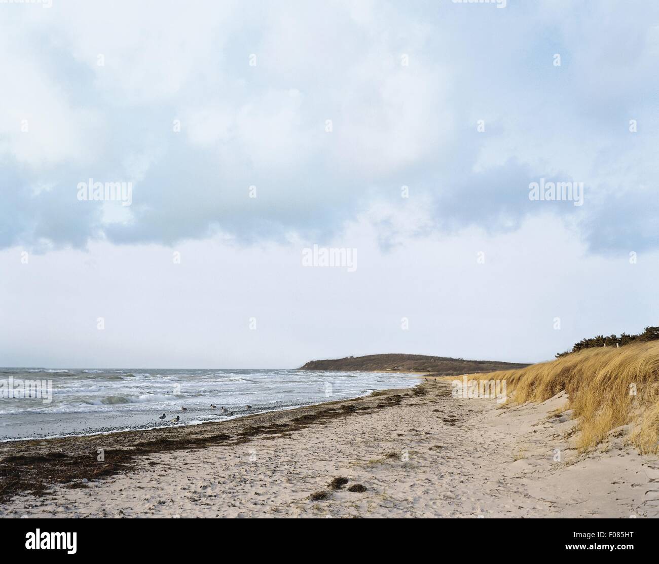 View of beach with waves and pasture grass at Hiddensee Island in ...