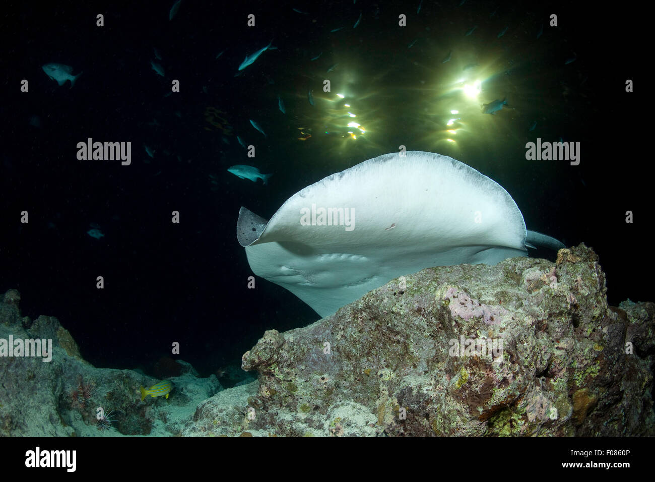 Marbled Stingray at Night, Taeniura meyeni, Ari Atoll, Maldives Stock ...
