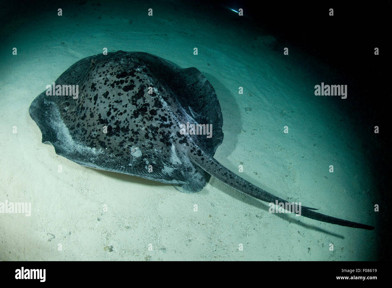 Marbled Stingray at Night, Taeniura meyeni, Ari Atoll, Maldives Stock ...