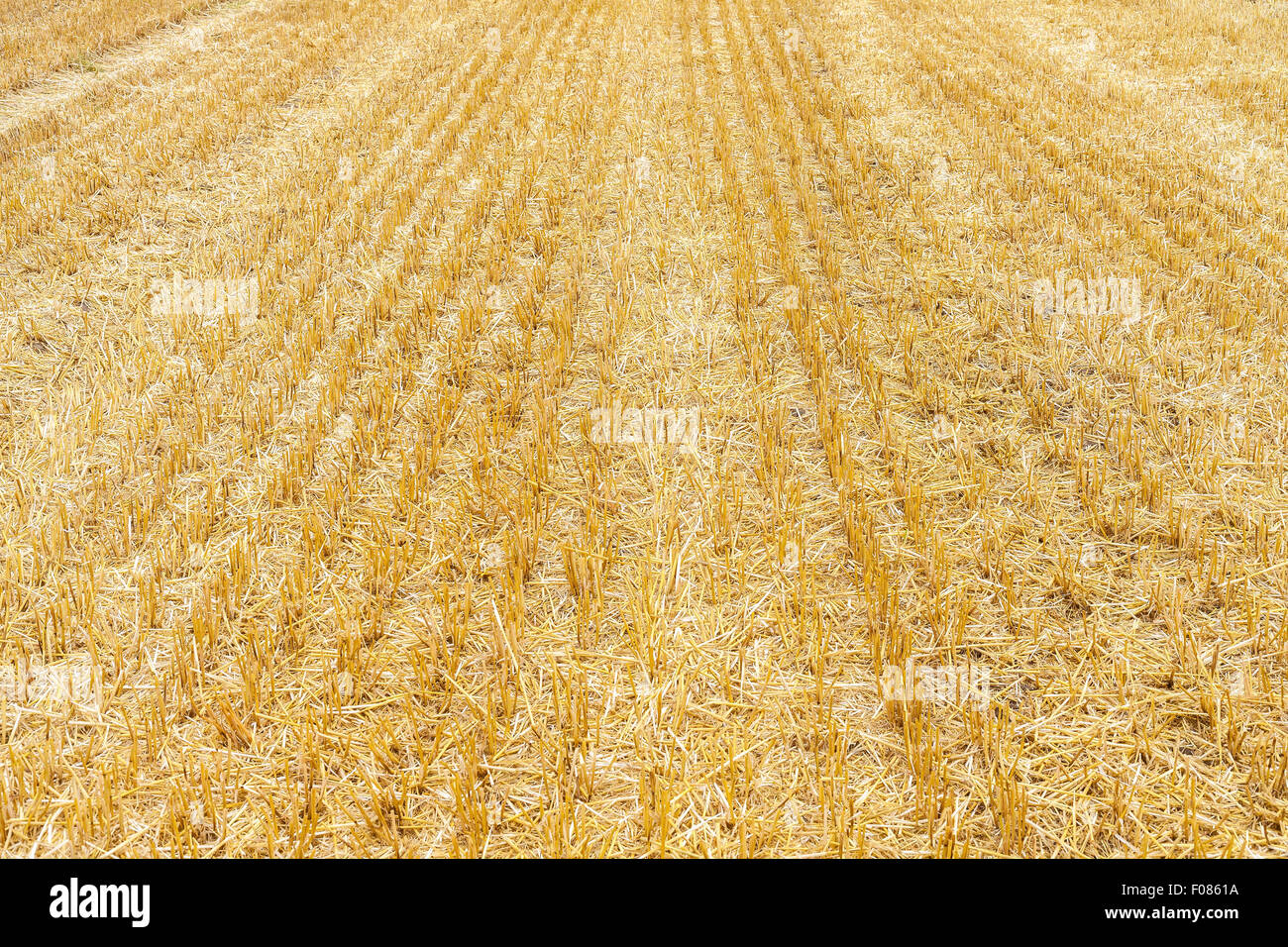 Straw background hi-res stock photography and images - Alamy