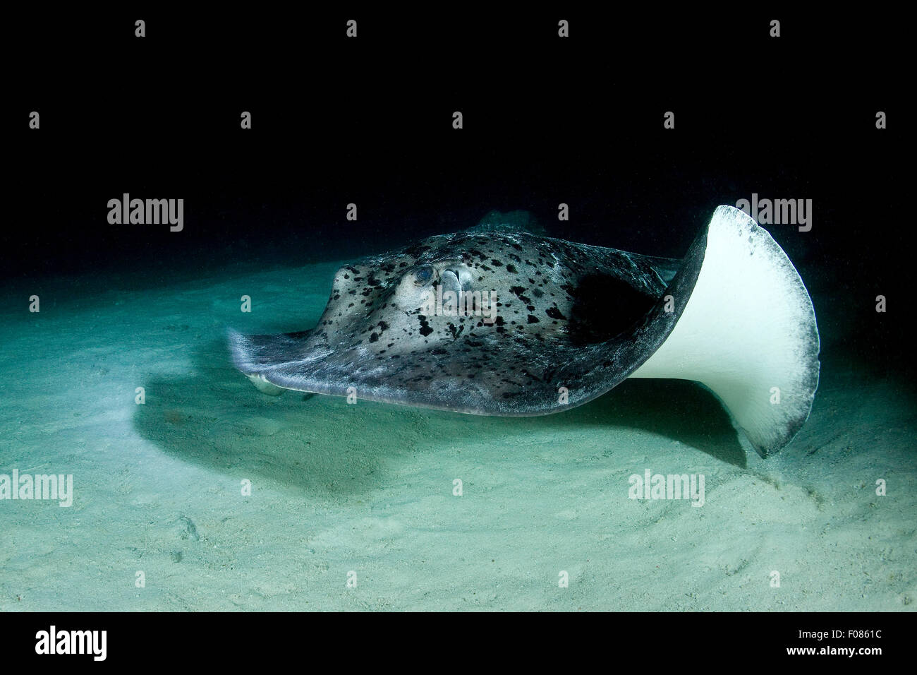 Marbled Stingray at Night, Taeniura meyeni, Ari Atoll, Maldives Stock ...