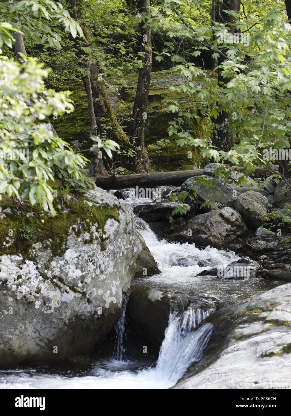 Stream passing through Pelion Mountain, Eastern Magnesia, Greece Stock ...