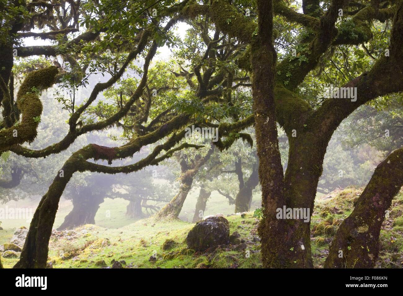 Trees in Laurel forest, Madeira, Portugal Stock Photo - Alamy