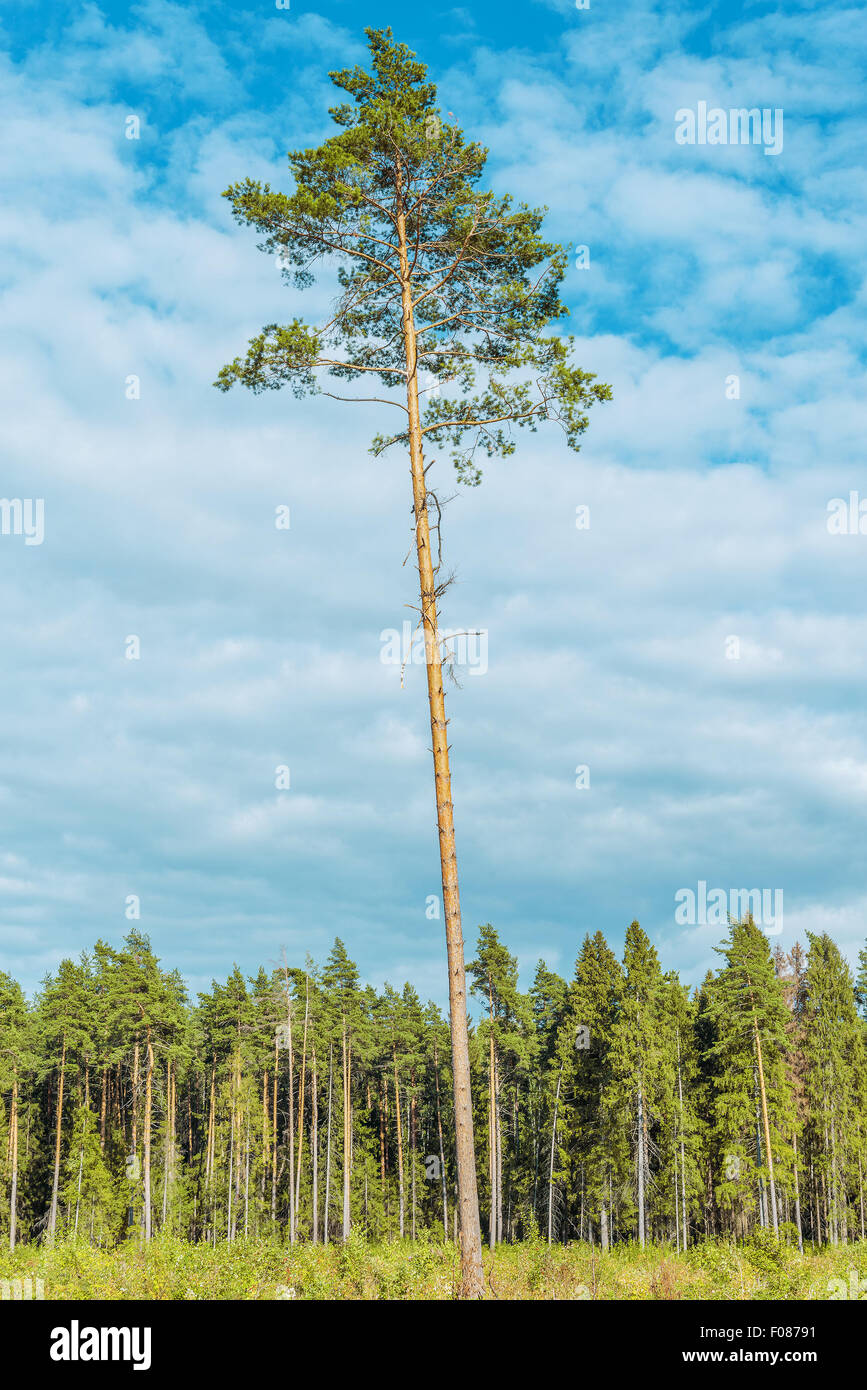 Tall old pine tree by the forest Stock Photo - Alamy