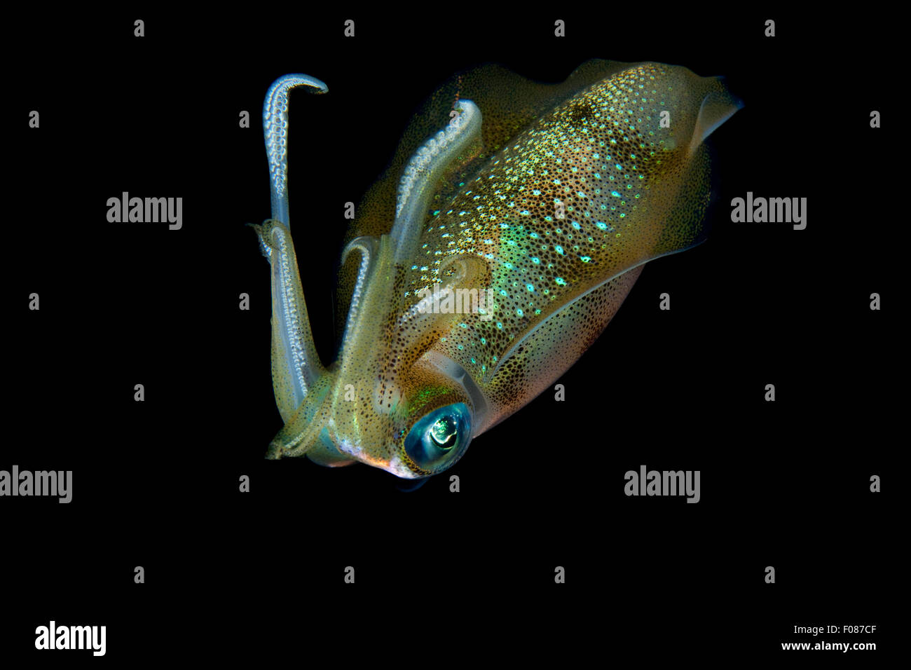 Big Reef Squid at Night, Sepioteuthis lessoniana, Ari Atoll, Maldives ...