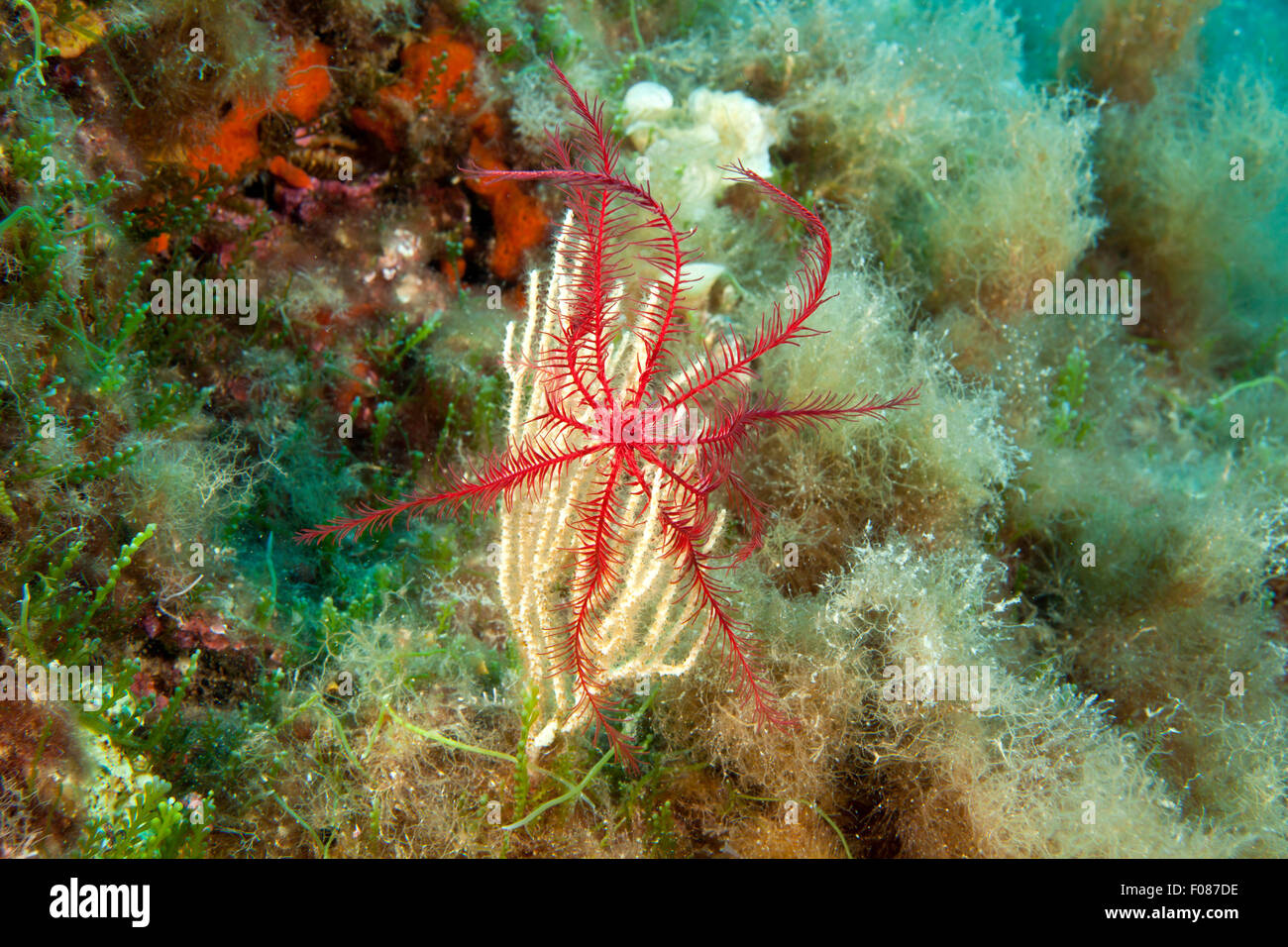 Antedon hi-res stock photography and images - Alamy