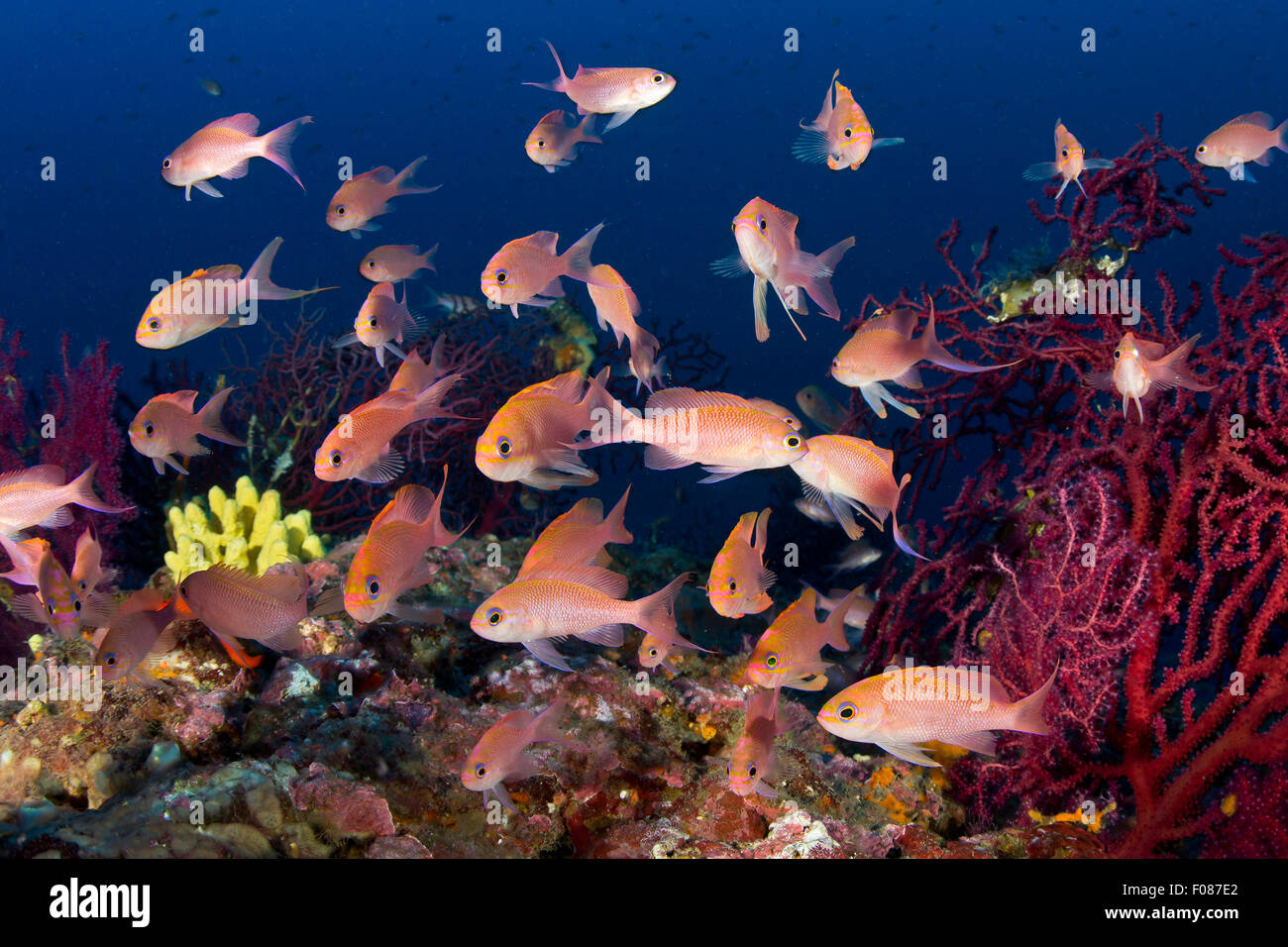 Shoal of Mediterranean Fairy Basslet, Anthias anthias, Massa Lubrense ...