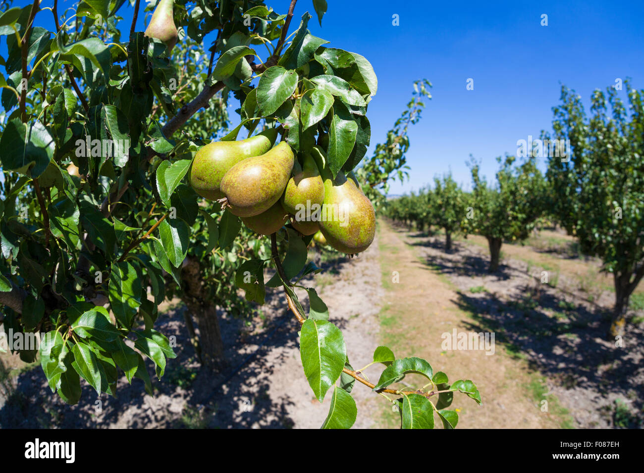 Perry pear orchard hi-res stock photography and images - Alamy