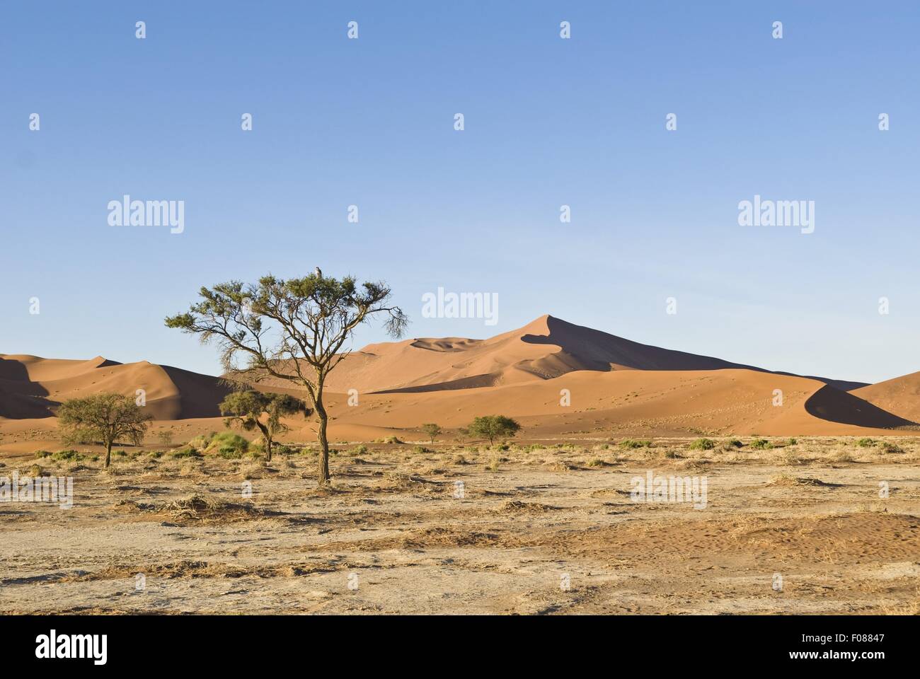 Tress and landscape hi-res stock photography and images - Alamy