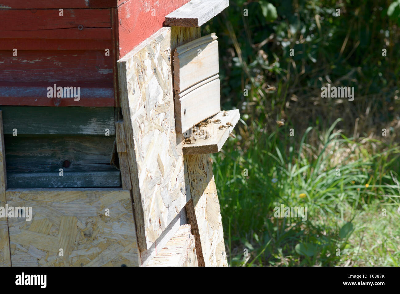 Bee hive in garden in French countryside - bee's entering hive Stock ...