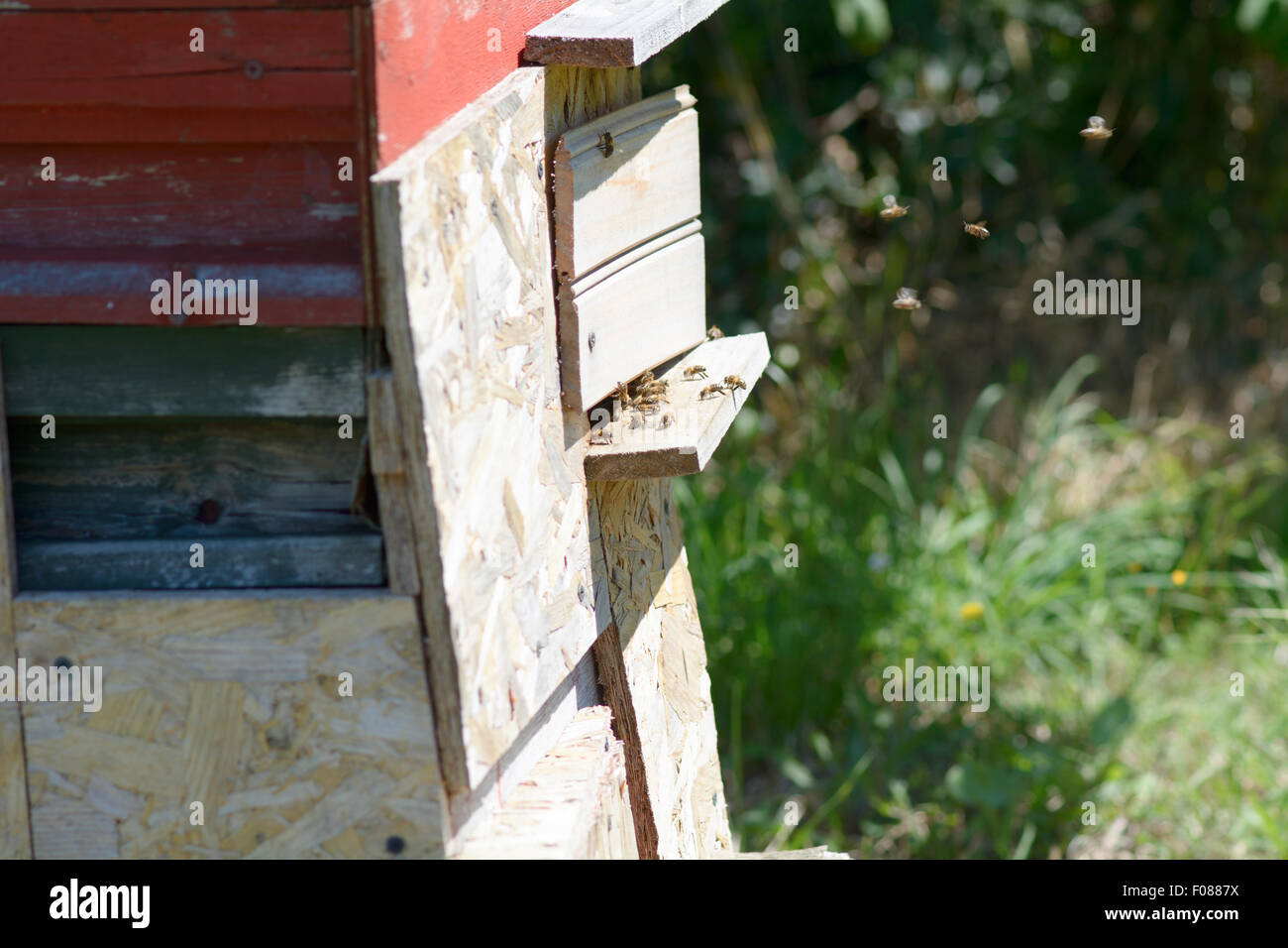 Bee hive in garden in French countryside - bee's entering hive Stock ...