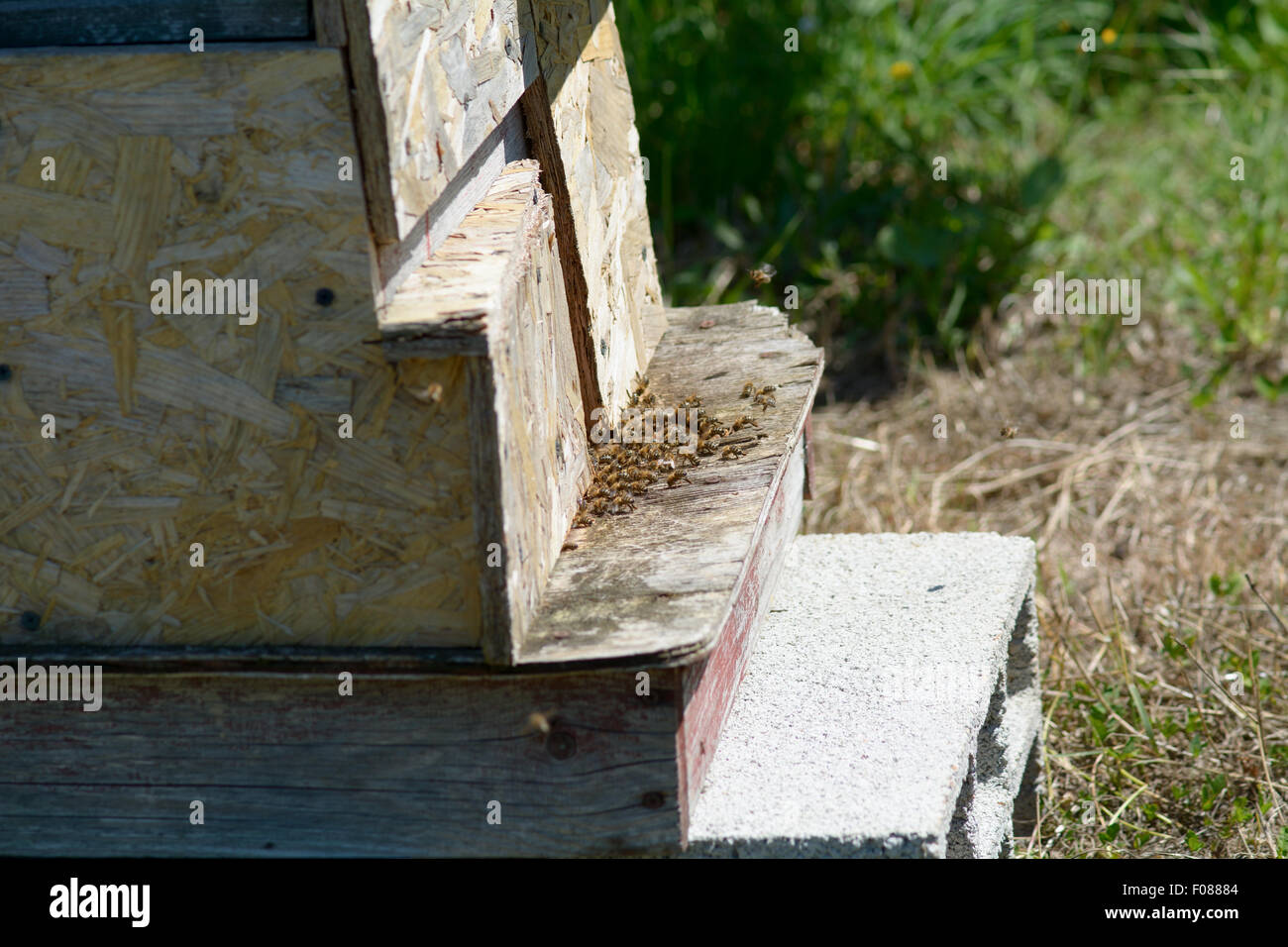 Bee hive in garden in French countryside - bee's entering hive Stock ...