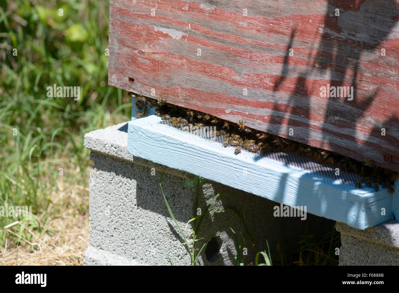 Bee hive in garden in French countryside - bee's entering hive Stock ...