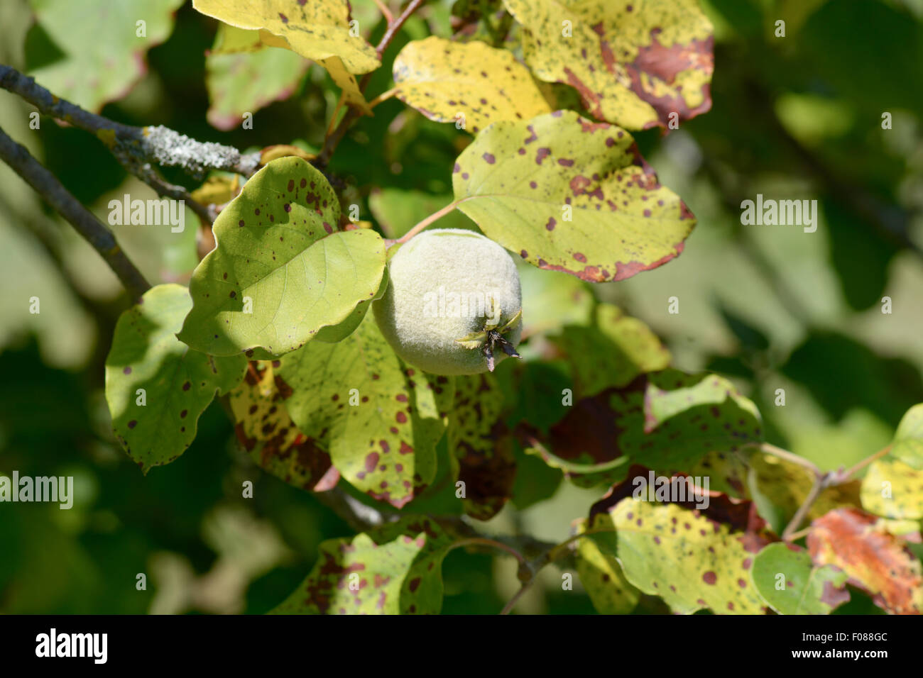 Small quince growing on tree in orchard in France Stock Photo - Alamy