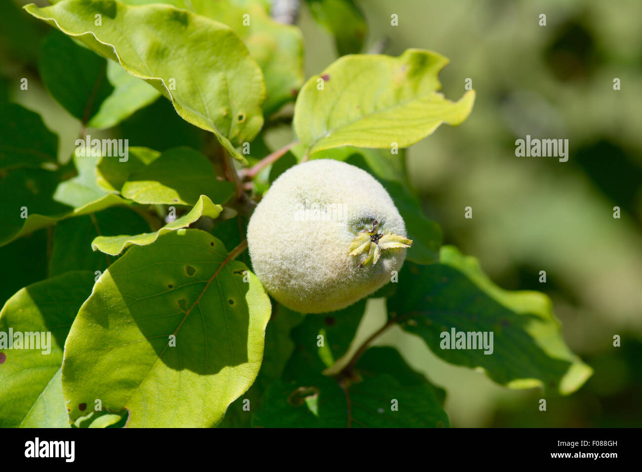 Small quince growing on tree in orchard in France Stock Photo - Alamy