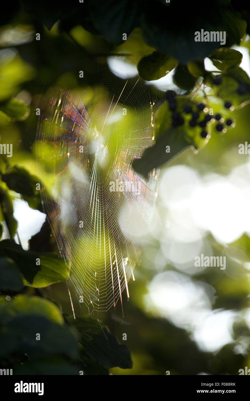 Spider in tree hi-res stock photography and images - Alamy