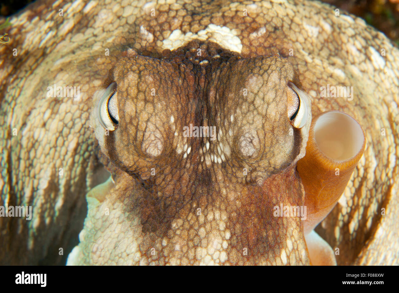 Octopus Head Stock Photos & Octopus Head Stock Images - Alamy