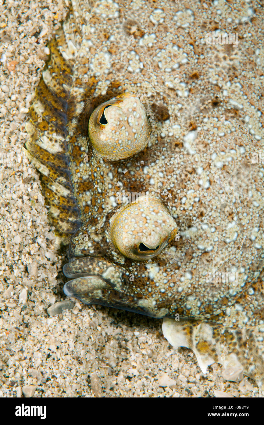 Turbot head hi-res stock photography and images - Alamy