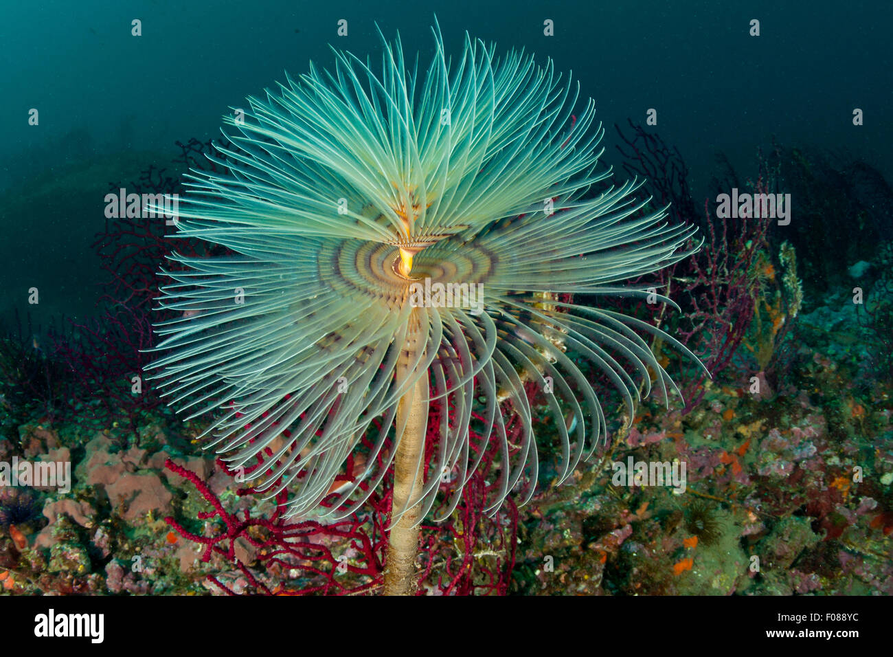 Spirograph Tube Worm, Sabella spallanzani, Massa Lubrense, Campania ...