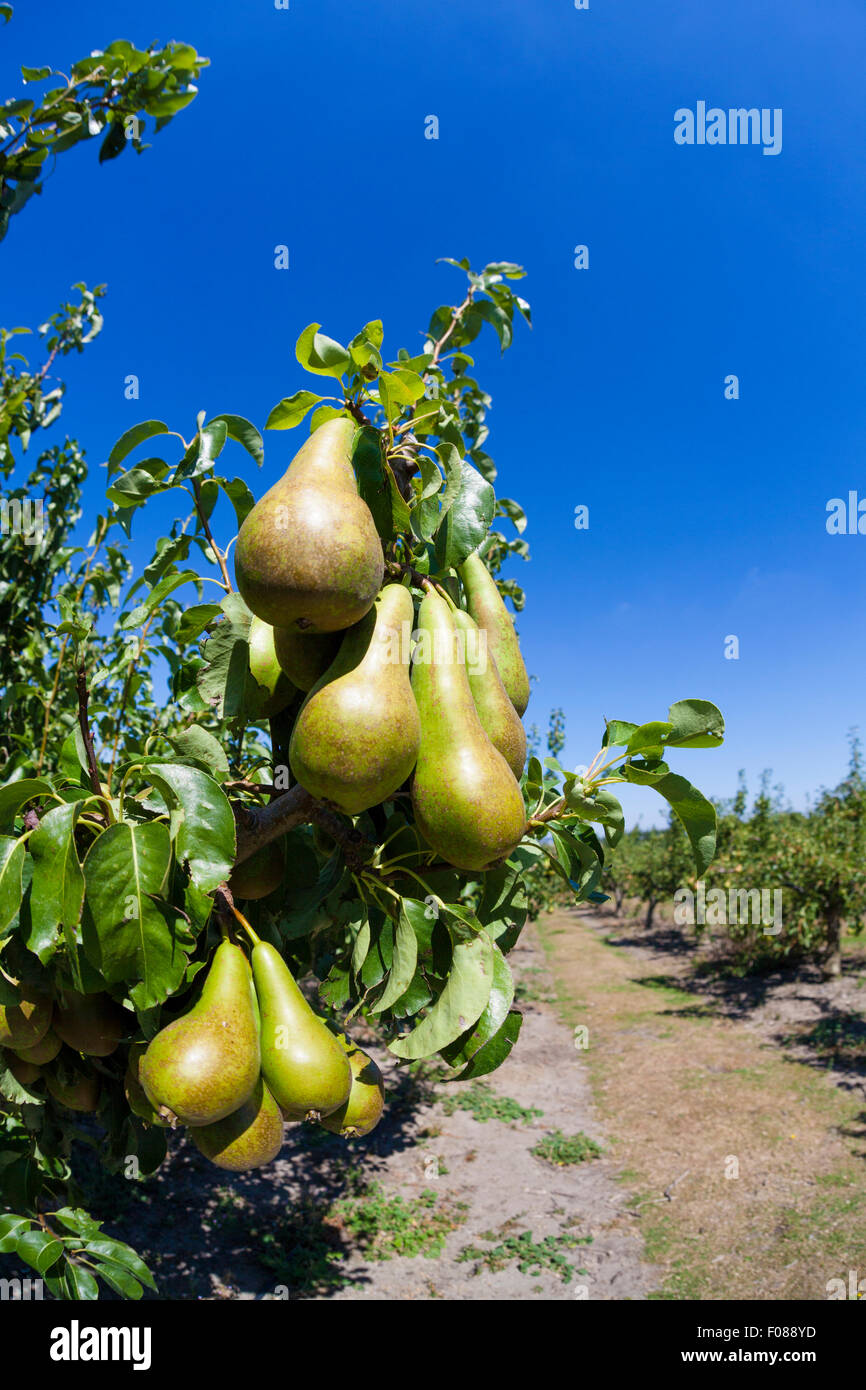 Perry pears hi-res stock photography and images - Alamy