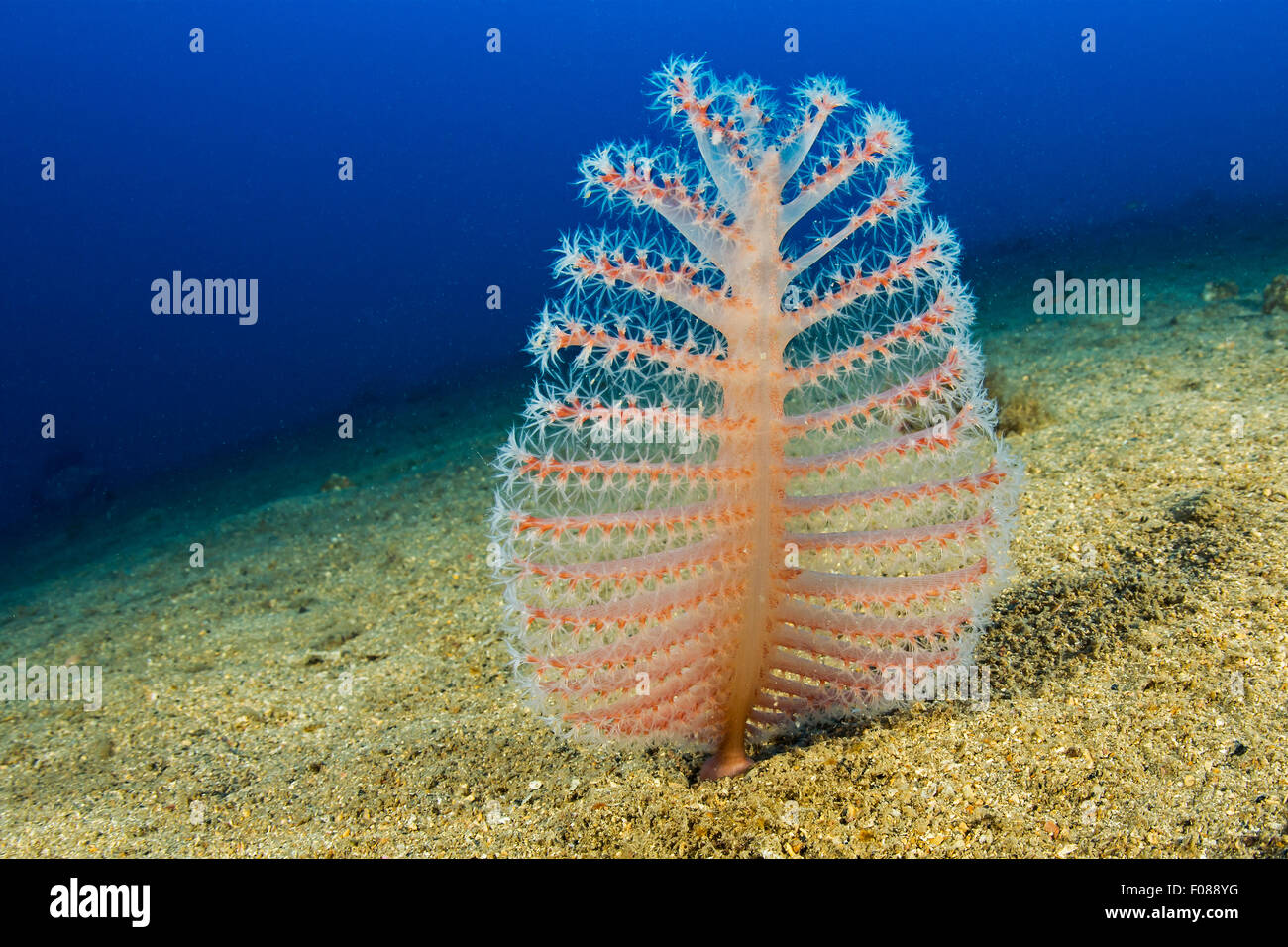 Pennatula phosphorea hi-res stock photography and images - Alamy
