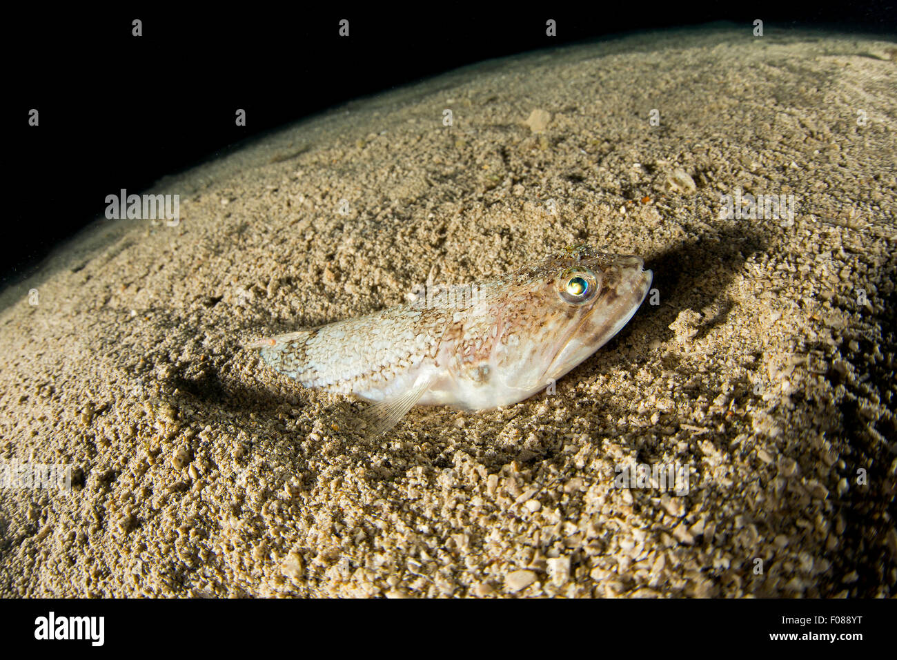 Weaver fish hi-res stock photography and images - Alamy