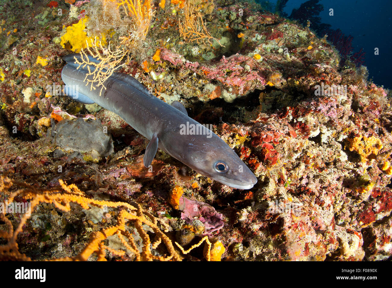 Conger Eel, Conger conger, Punta Carena, Capri, Campania, Italy Stock ...