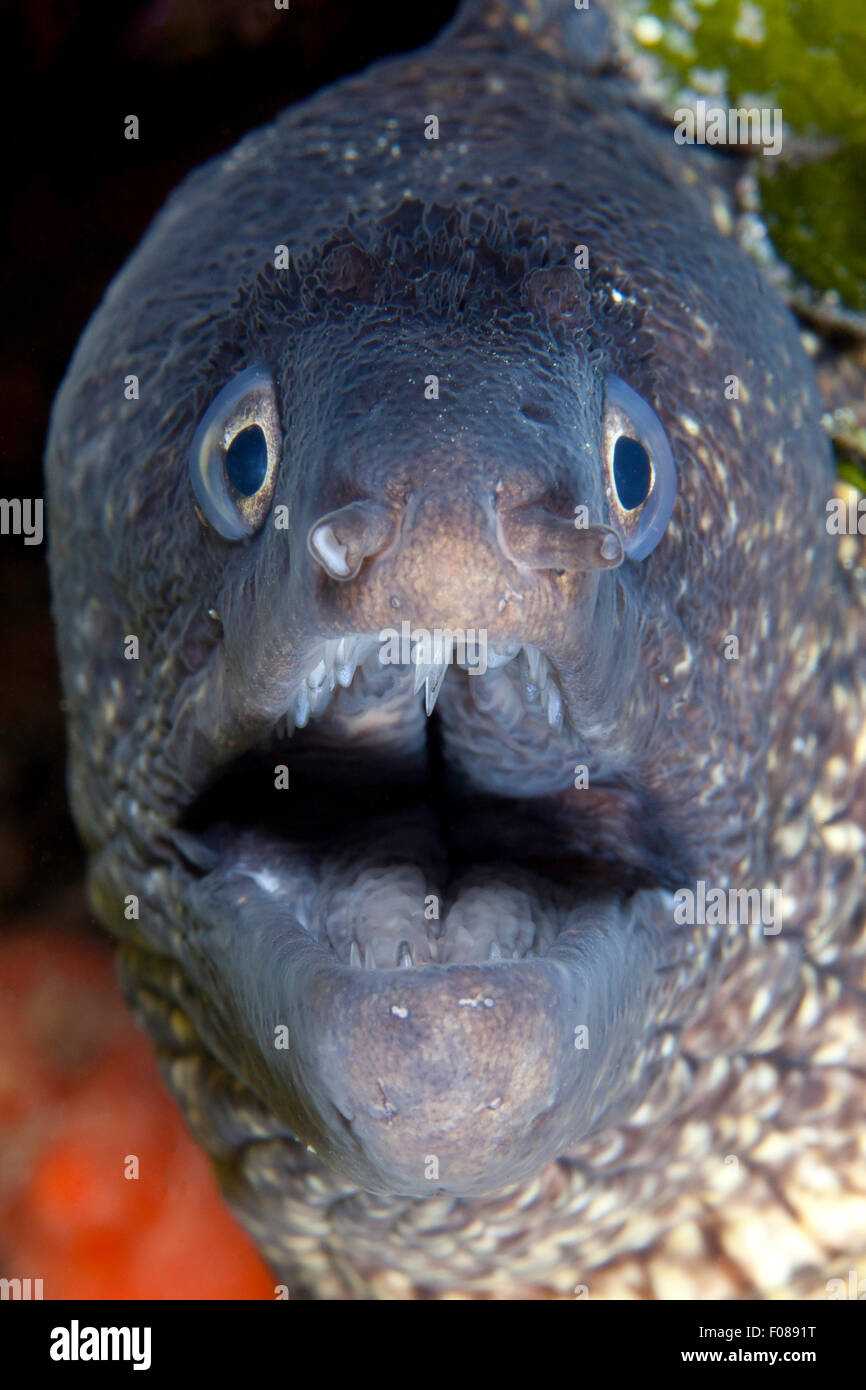 Mediterranean Moray Eel, Muraena helena, Ponza, Italy Stock Photo - Alamy