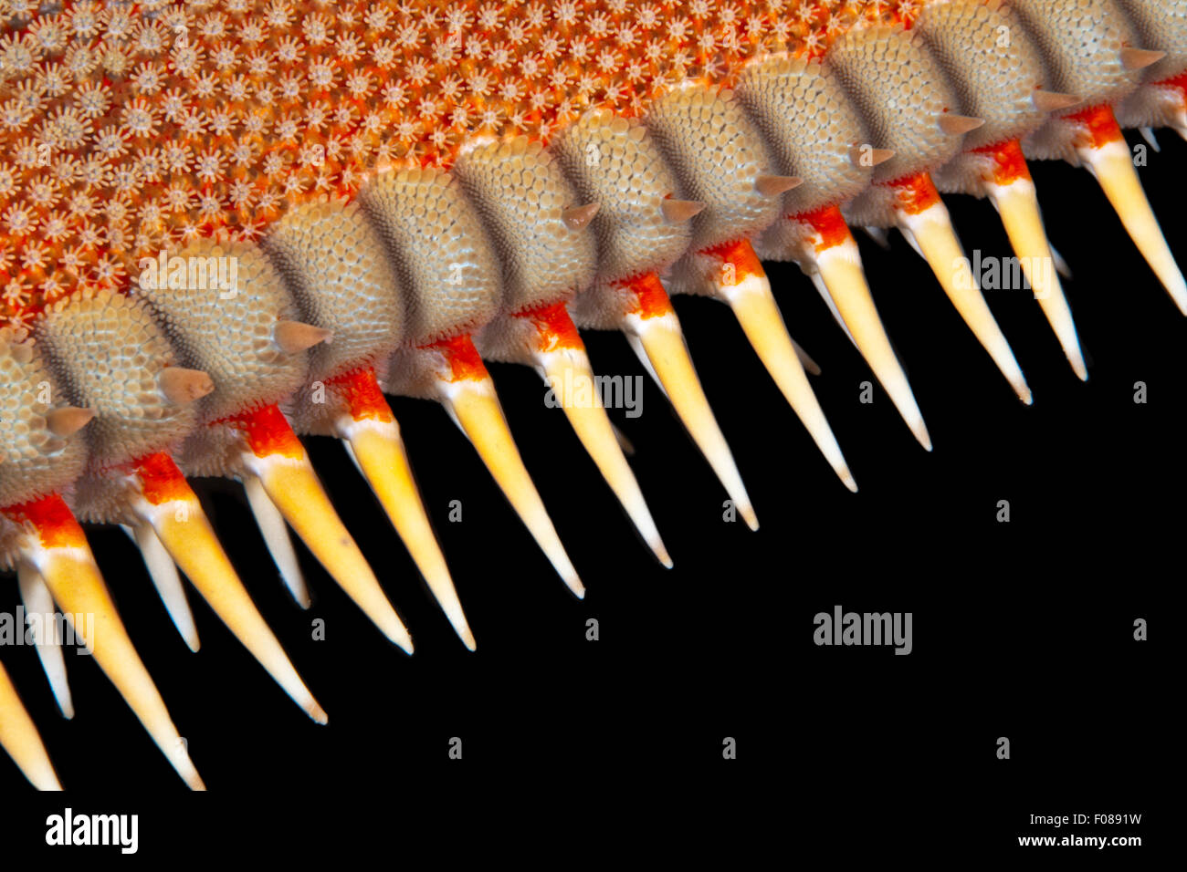 Seastar hi-res stock photography and images - Alamy