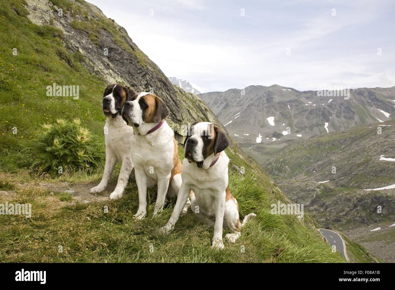 Great St Bernard Pass Stock Photos & Great St Bernard Pass Stock Images ...